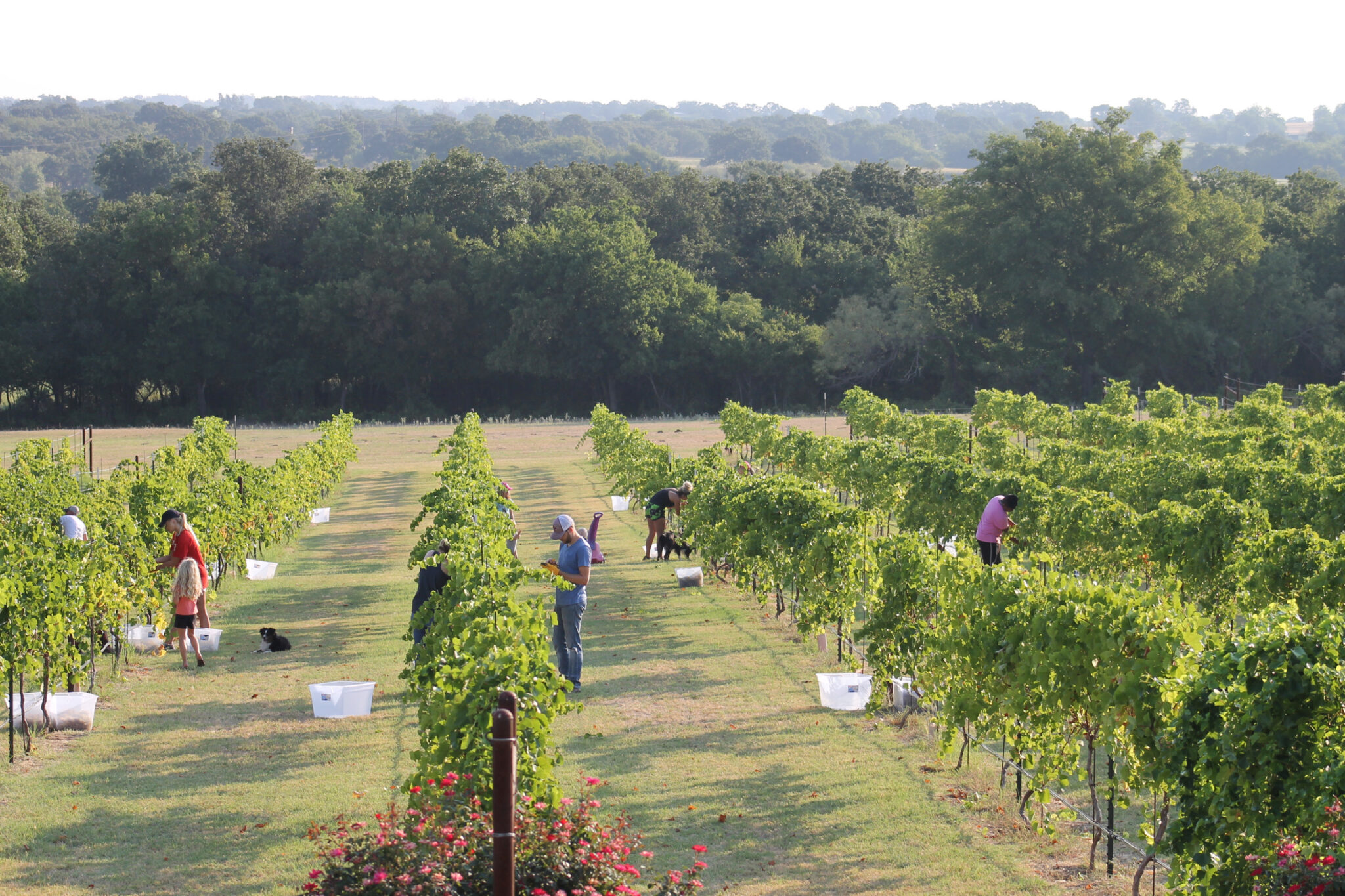 About Us – Bar Ditch Winery